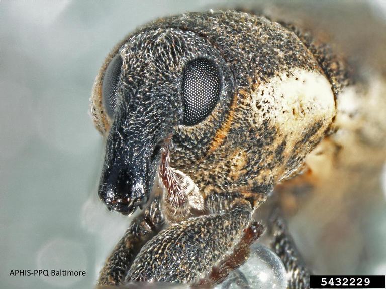 ragweed weevil (Lixus scrobicollis)