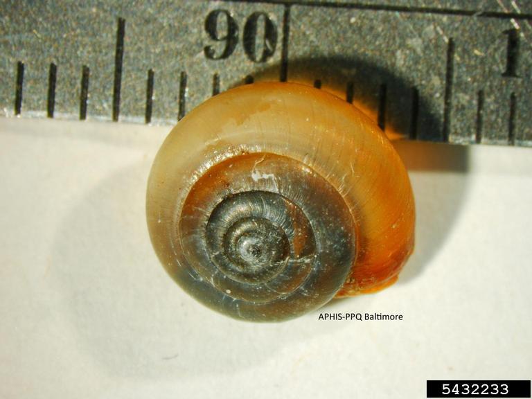 Cartusian snail (Monacha cartusiana (Müller, 1774))
