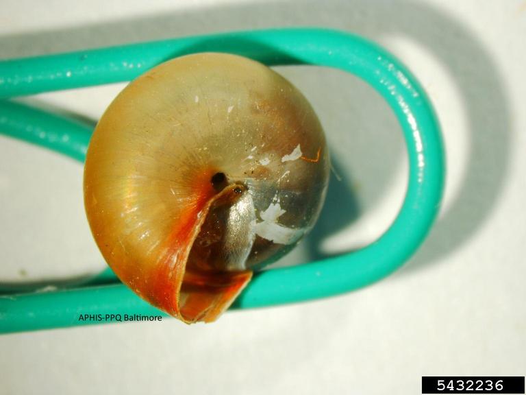 Cartusian snail (Monacha cartusiana)