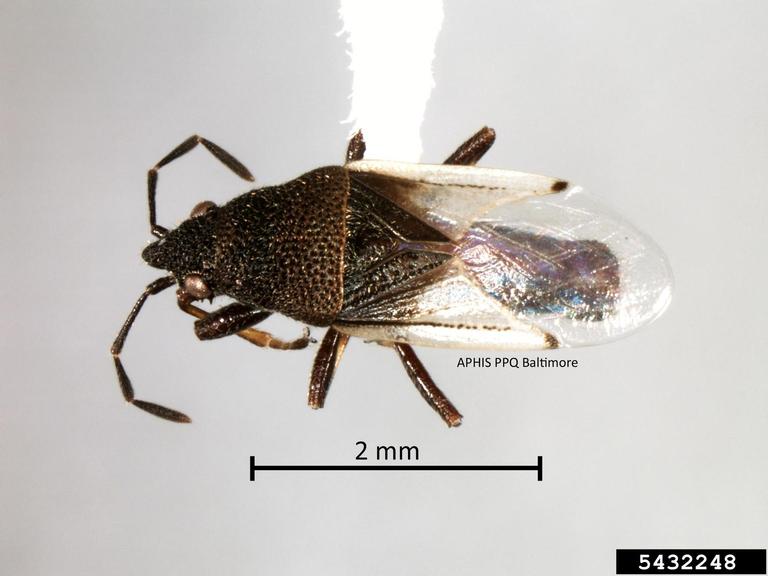 cottonseed bug (Oxycarenus hyalinipennis (Costa))