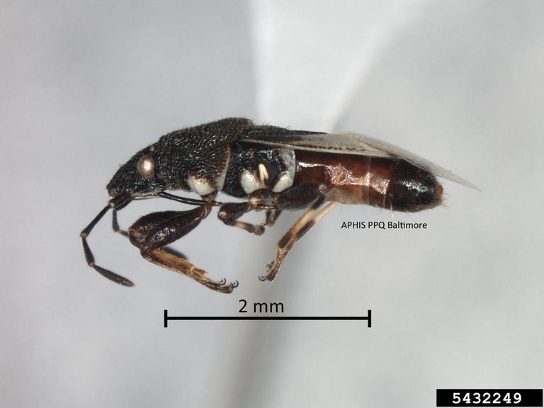 cottonseed bug (Oxycarenus hyalinipennis (Costa))