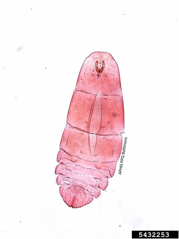 arrowhead scale (Unaspis yanonensis Kuwana)