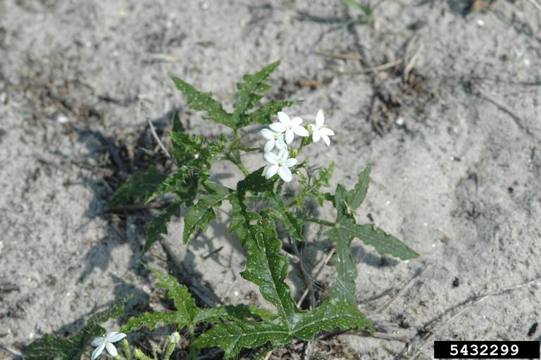 finger rot (Cnidoscolus urens var. stimulosus (Michx.) Govaerts)