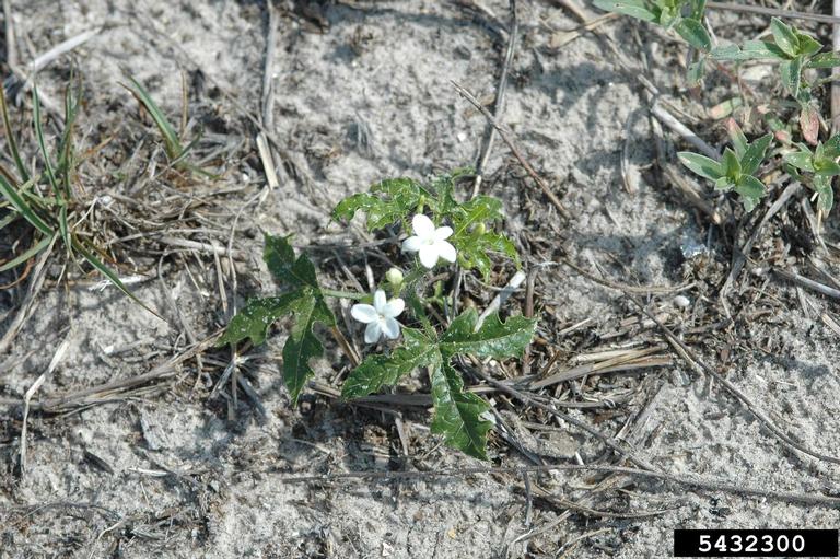 finger rot (Cnidoscolus urens var. stimulosus (Michx.) Govaerts)