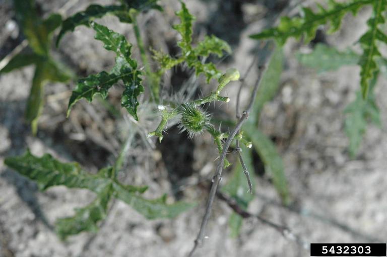 finger rot (Cnidoscolus urens var. stimulosus (Michx.) Govaerts)