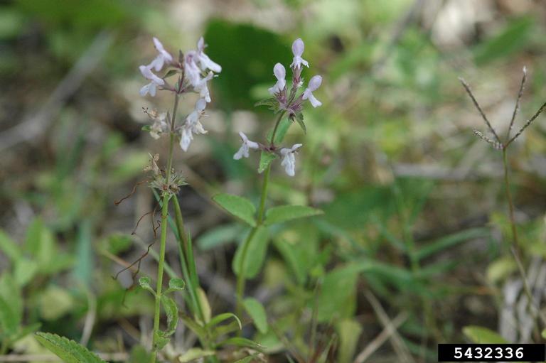 Florida betony (Stachys floridana Shuttlw. ex Benth.)