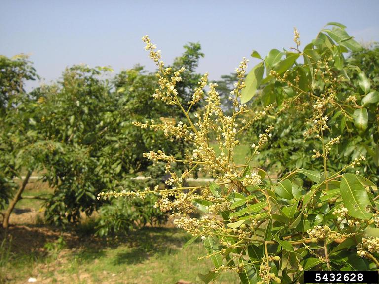 longan (Dimocarpus longan Lour.)