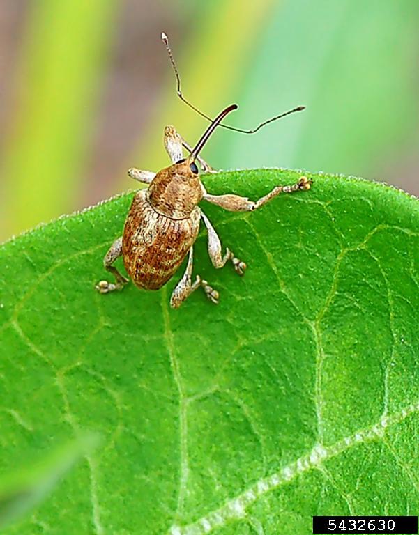 acorn and nut weevils (Genus Curculio)
