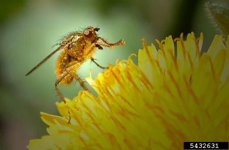 yellow dung fly (Scathophaga stercoraria)