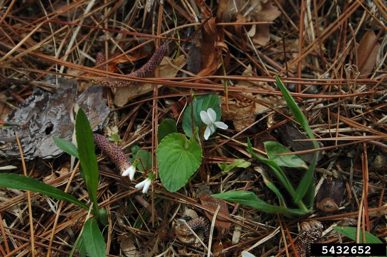 sweet white violet (Viola blanda Willd.)