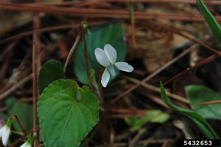 sweet white violet (Viola blanda)