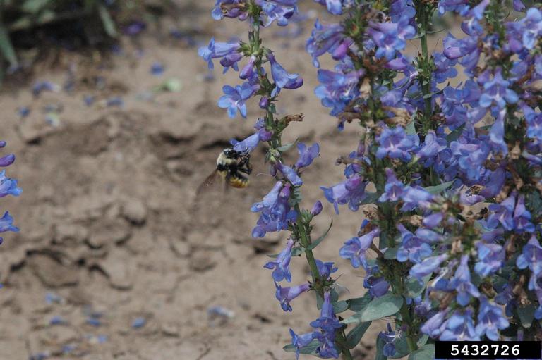 bumble bee (Bombus appositus)