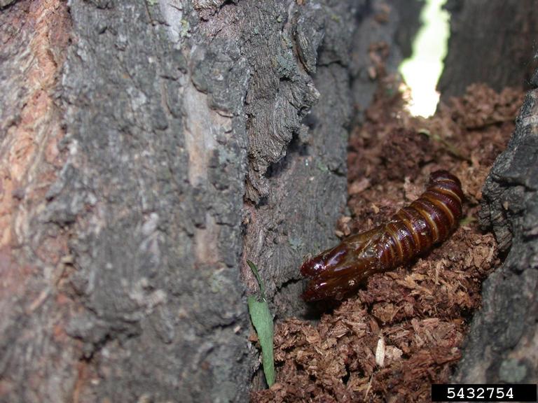 carpenterworm (Prionoxystus robiniae (Peck))