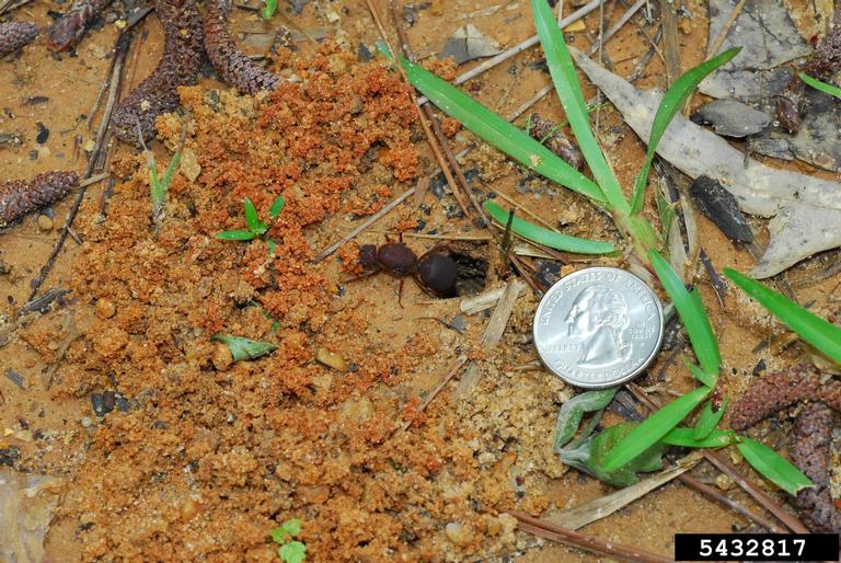 Texas leaf-cutter ant (Atta texana (Buckley))