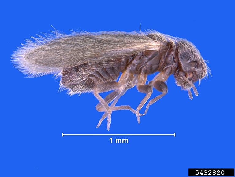 bark lice (family Psocidae), (Psocoptera: Psocidae) - 5432820
