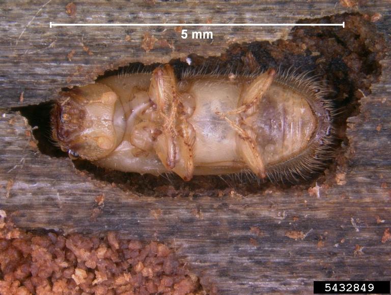 sixspined ips (Ips calligraphus)