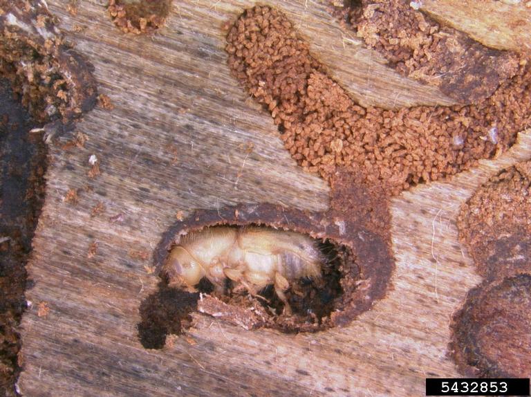 sixspined ips, Ips calligraphus (Coleoptera: Curculionidae) - 5432853