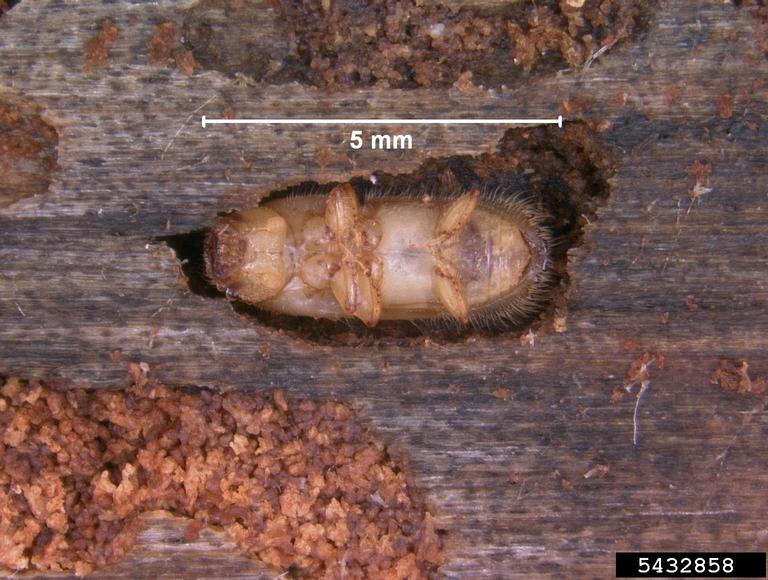 sixspined ips (Ips calligraphus)