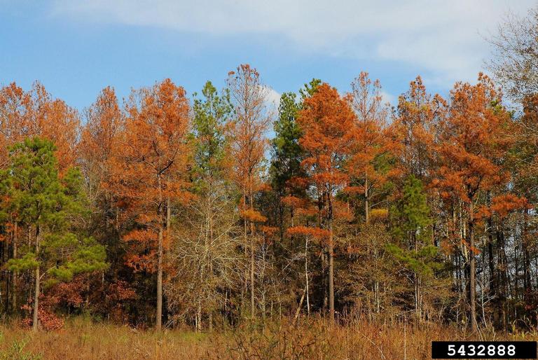 small southern pine engraver (Ips avulsus (Eichhoff, 1868))