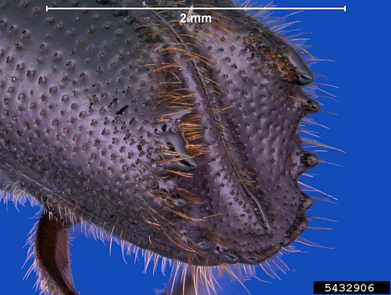 sixspined ips, Ips calligraphus (Coleoptera: Curculionidae) - 5432906