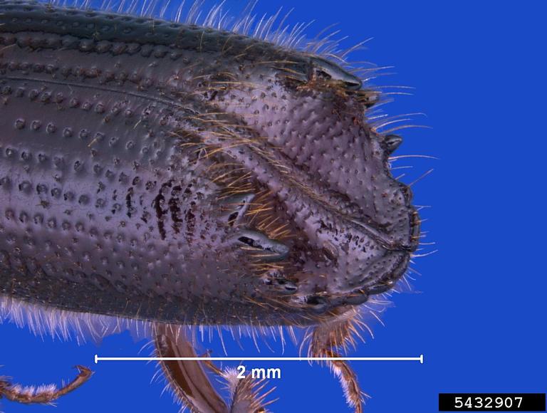 sixspined ips (Ips calligraphus)