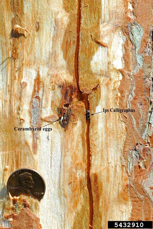 sixspined ips (Ips calligraphus)