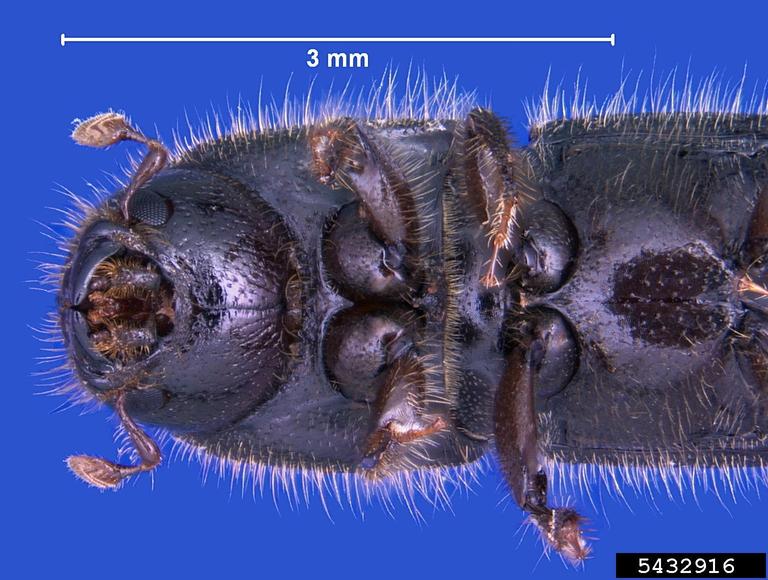 sixspined ips (Ips calligraphus)