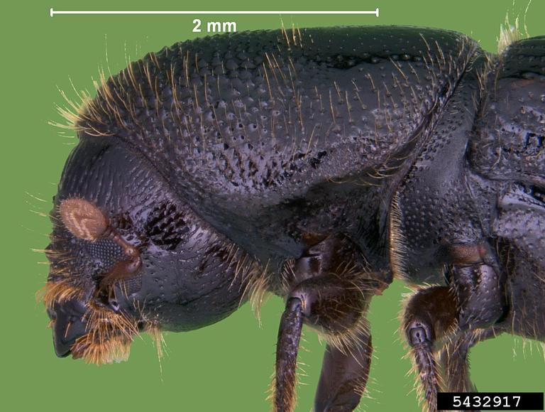 sixspined ips (Ips calligraphus (Germar, 1824))