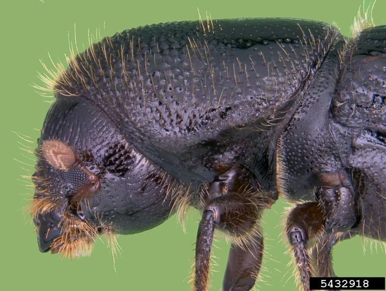 sixspined ips (Ips calligraphus)