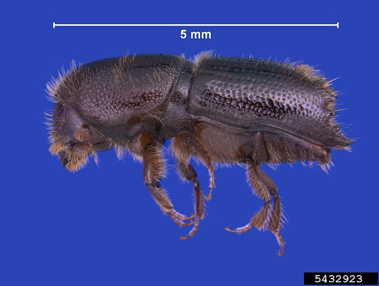 sixspined ips (Ips calligraphus (Germar, 1824))