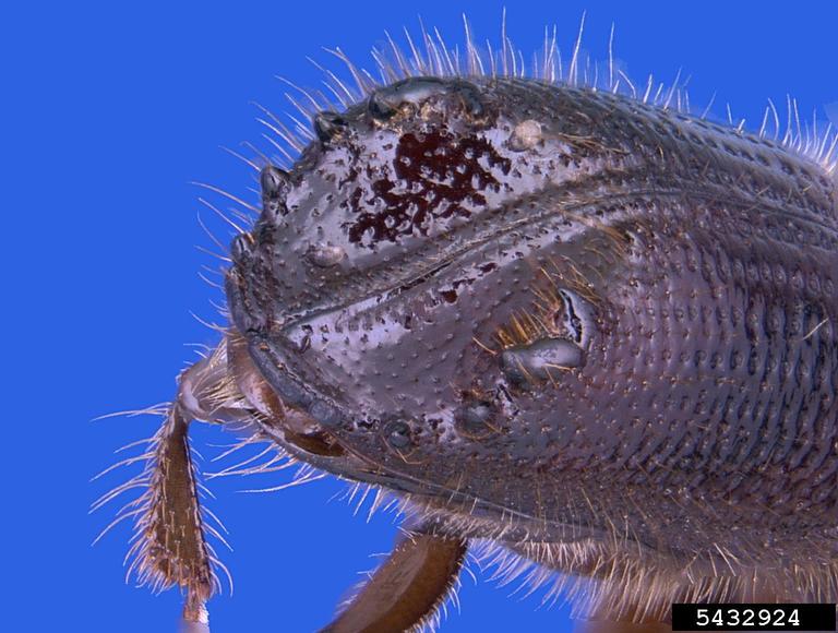 sixspined ips (Ips calligraphus (Germar, 1824))