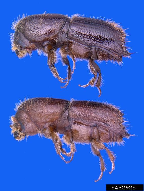 sixspined ips (Ips calligraphus (Germar, 1824))