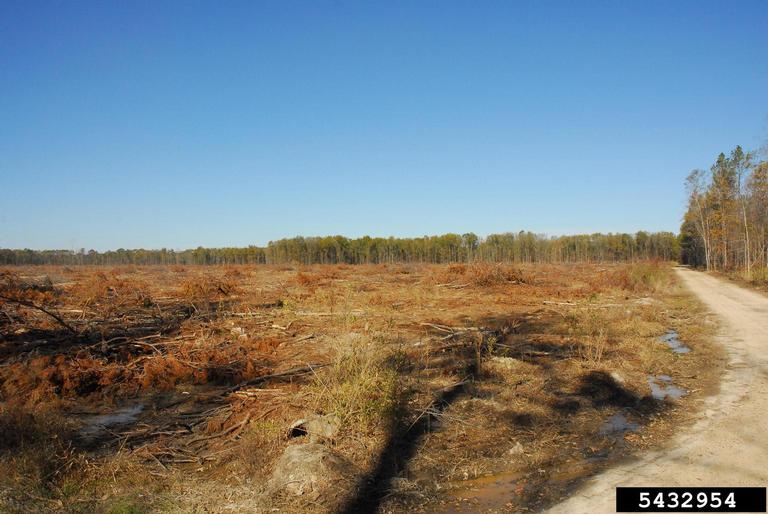 small southern pine engraver (Ips avulsus (Eichhoff, 1868))