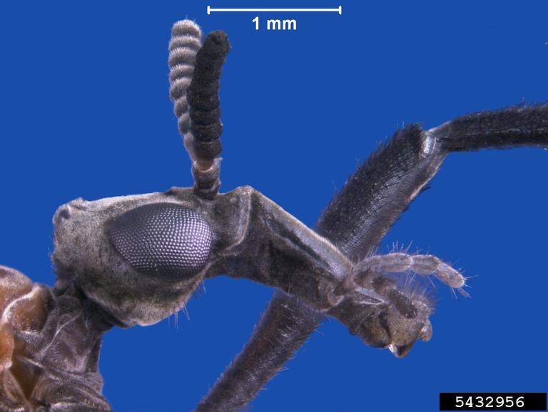 lovebug (Plecia nearctica Hardy, 1940)