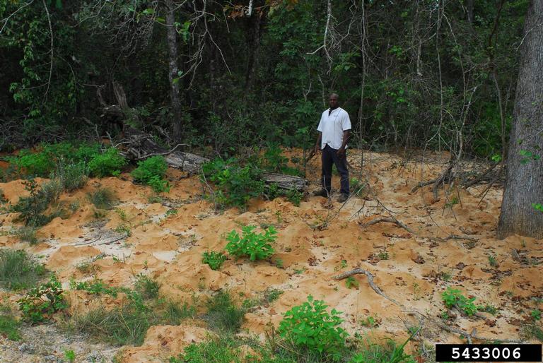 Texas leaf-cutter ant (Atta texana)