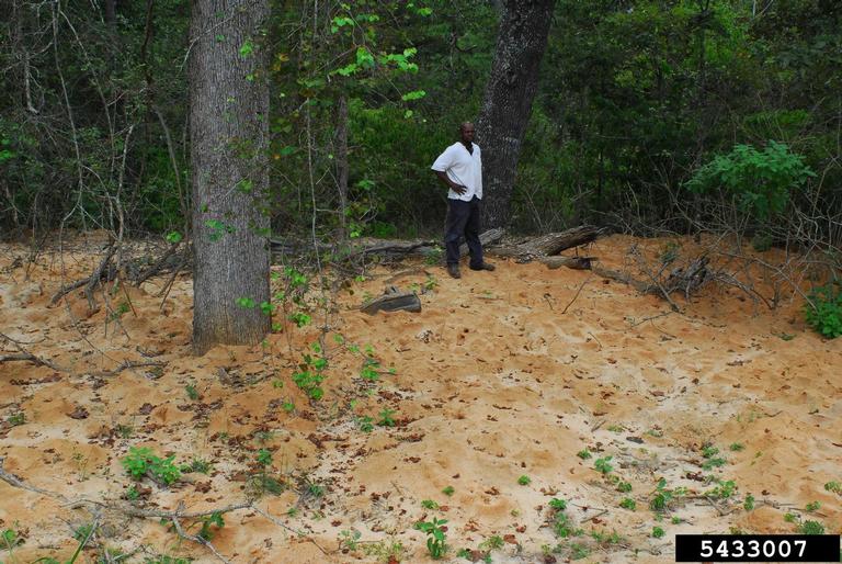 Texas leaf-cutter ant (Atta texana)