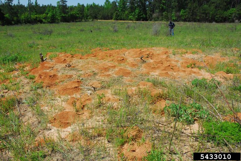 Texas leaf-cutter ant (Atta texana)