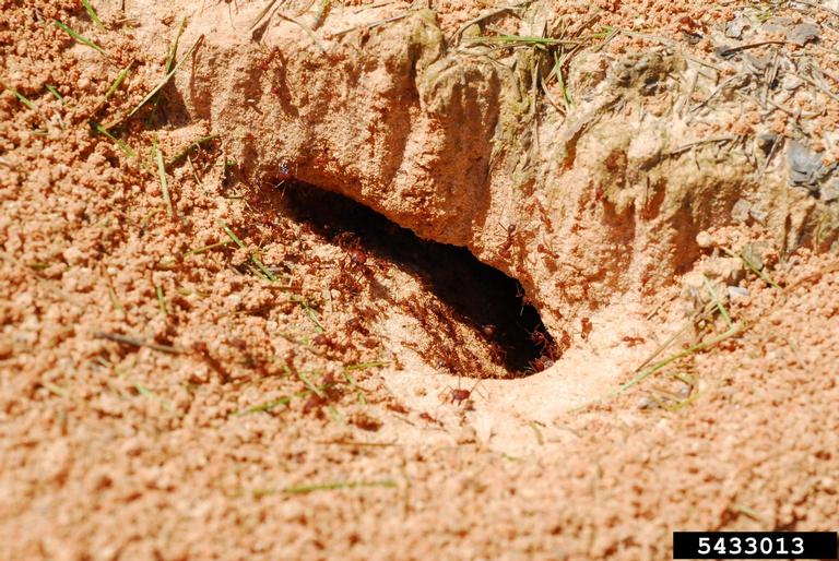 Texas leaf-cutter ant (Atta texana)