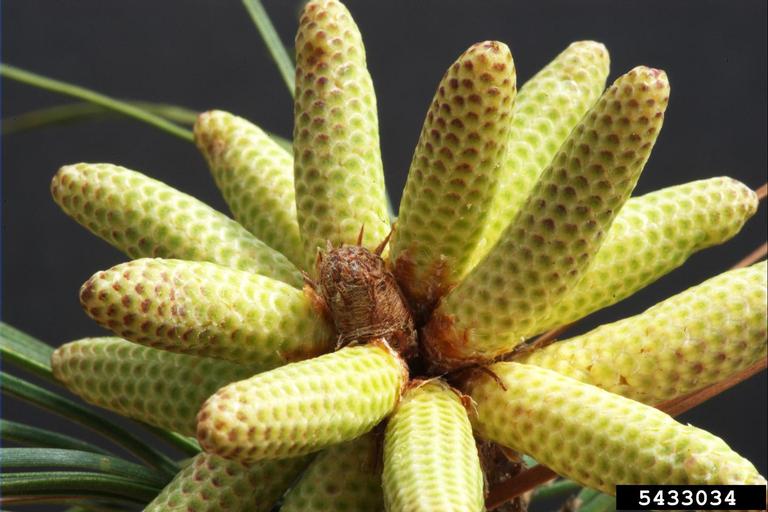 loblolly pine (Pinus taeda)