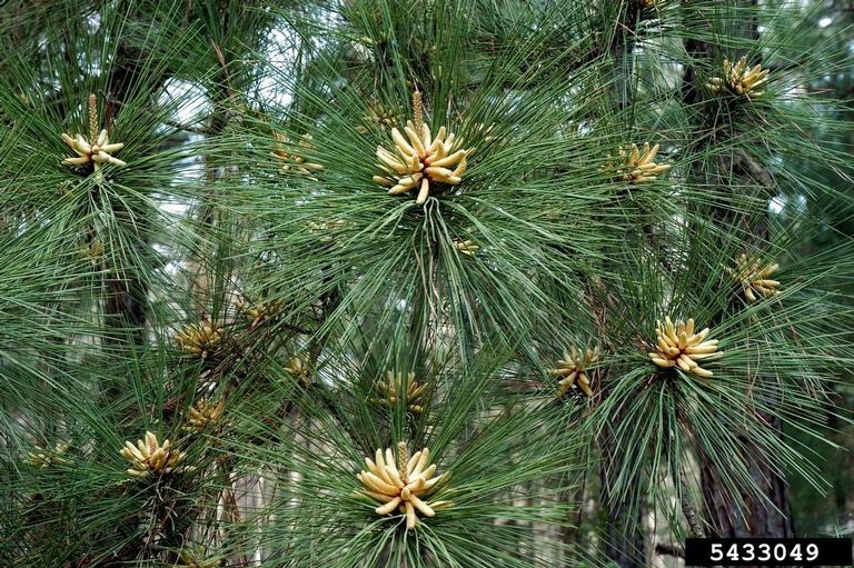 loblolly pine (Pinus taeda)