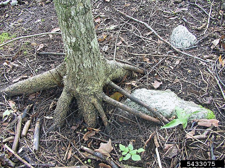 ash (Genus Fraxinus L.)