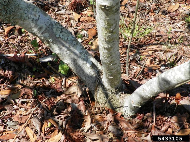 devilwood (Osmanthus americanus)