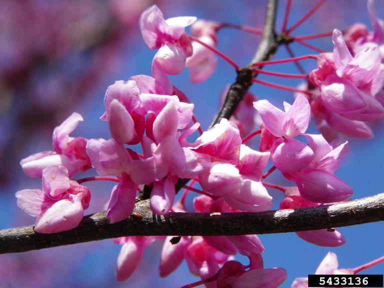 eastern redbud (Cercis canadensis Linnaeus)