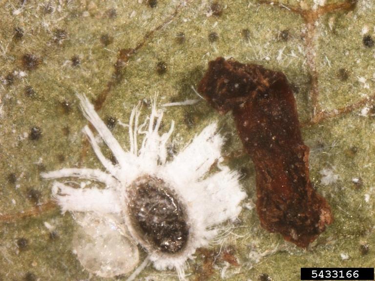 woolly whitefly (Aleurothrixus floccosus)