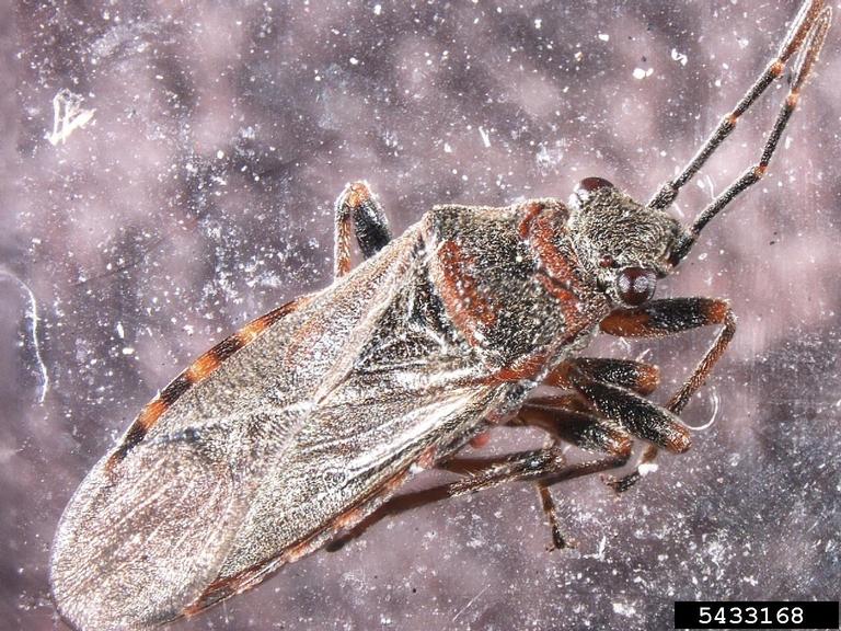 elm seed bug (Arocatus melanocephalus (Fabricius, 1798))