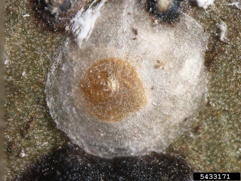 oleander scale (Aspidiotus nerii)