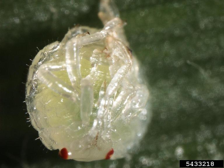 stink bugs (Family Pentatomidae) (Family Pentatomidae)