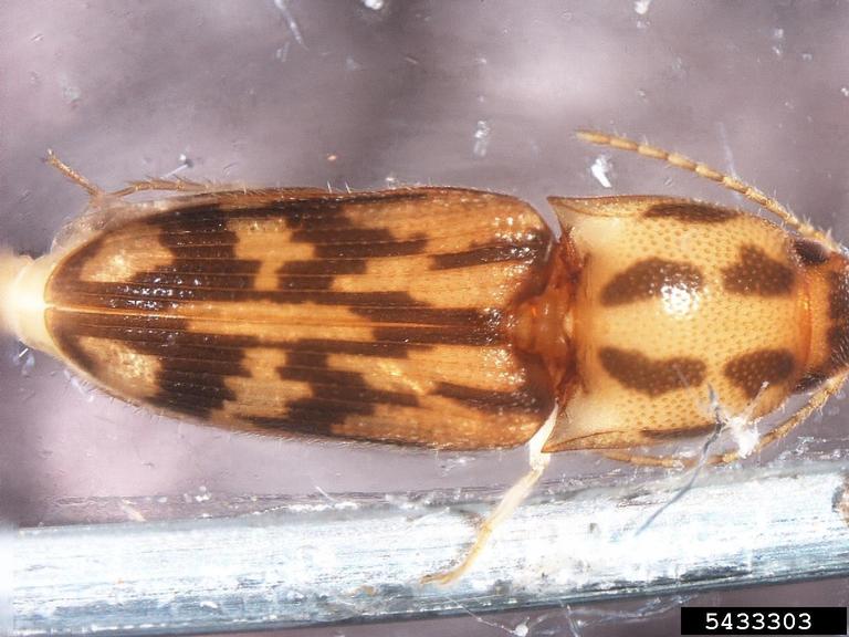 click beetles (Genus Conoderus)