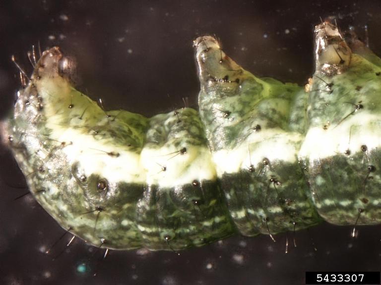 leaf worm (Genus Copitarsia Hampson 1906)