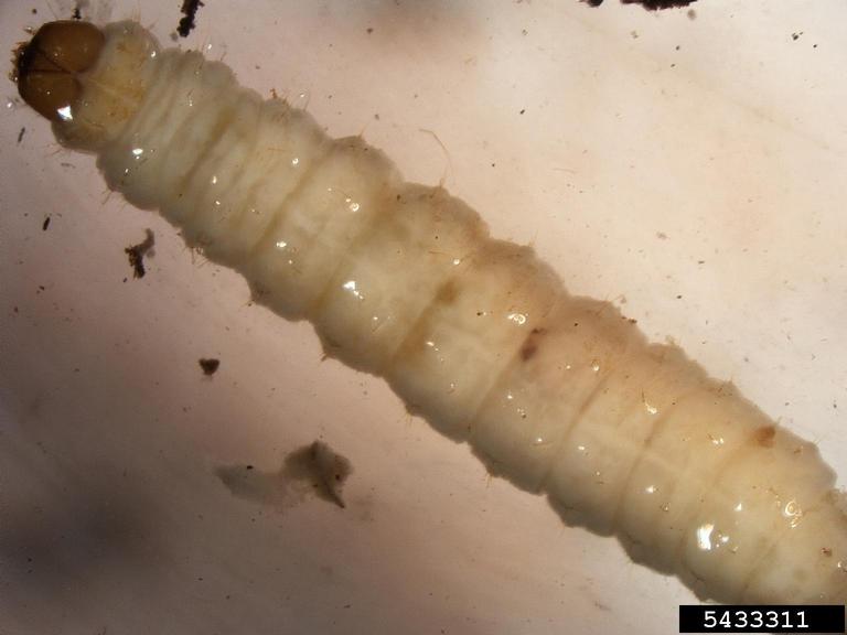 seed worms (Genus Cydia Hubner 1825)
